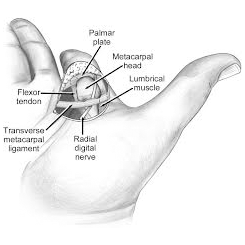 Repair of Digital Nerves - Health and Hopes